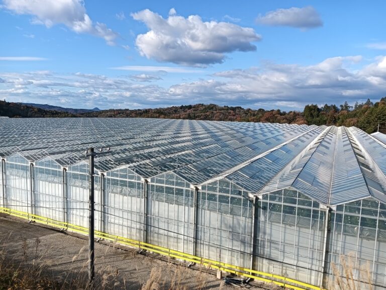 トマト | 世羅菜園株式会社